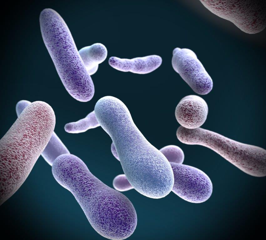 Afinal são os neurónios das mucosas que ativam "chuto de adrenalina ...