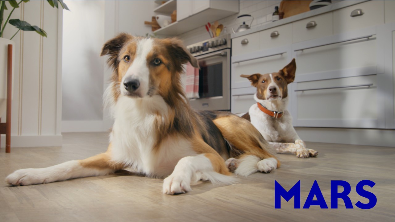 Mars Petcare lança ferramenta para medir a saúde e o bem-estar dos cães ...
