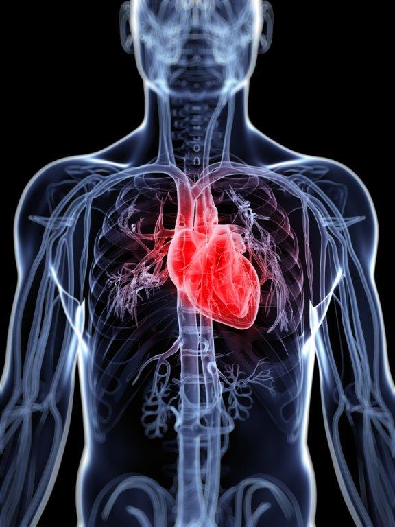 Como é que o coração vai parar ao lado esquerdo? | Atlas da Saúde