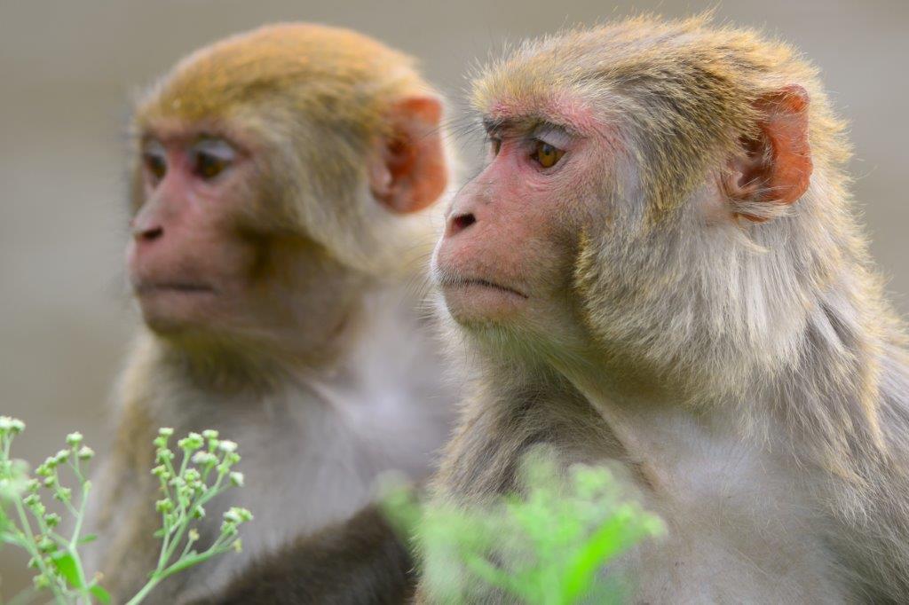 Células estaminais repararam neurónios em macacos com doença de ...