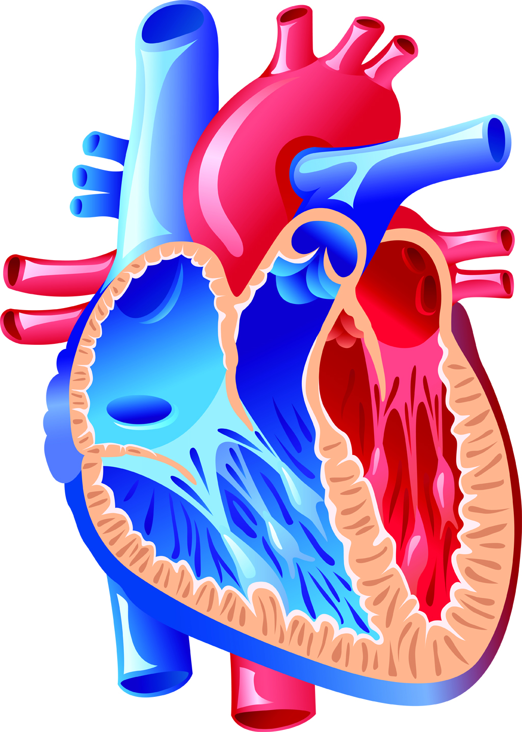 Investigadores do i3S estudam regeneração do tecido cardíaco | Atlas da ...