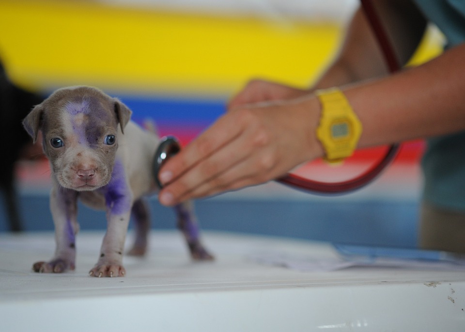 Os veterinários perante a carga emocional do seu trabalho: como ...